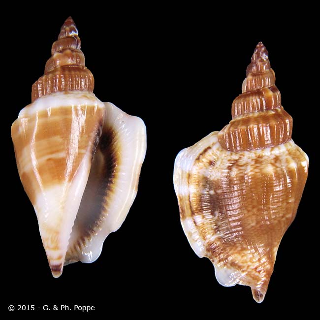 Shell Encyclopedia - Worms Details | Conchology | Conchology