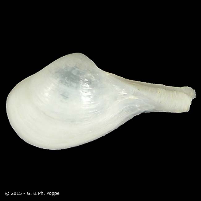 Shell Encyclopedia - Conchological MegaDatabase Iconographic Overview on Mollusks ...