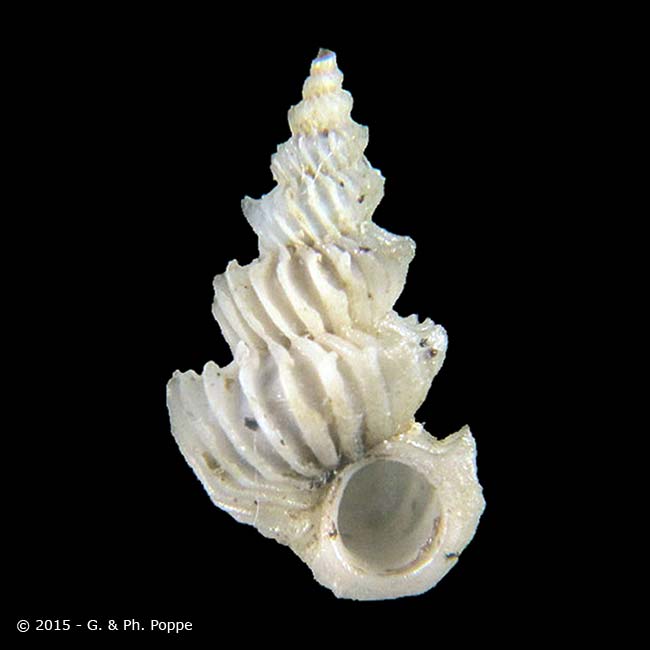 Shell Encyclopedia - Worms Details | Conchology | Conchology