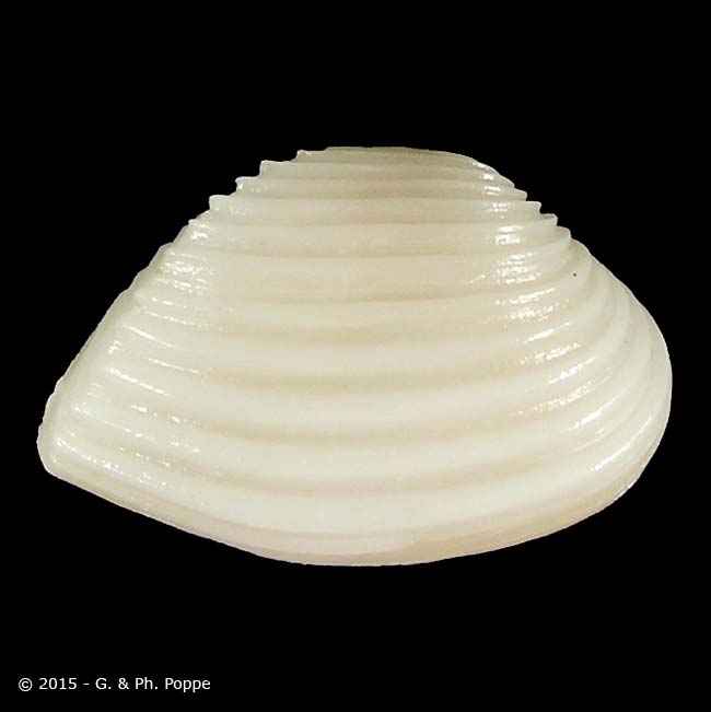 Shell Encyclopedia - Conchological MegaDatabase Iconographic Overview ...