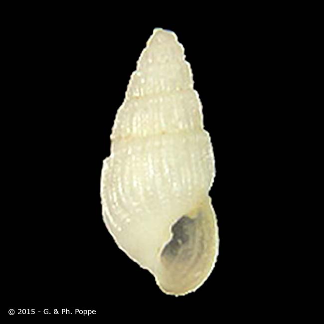 Shell Encyclopedia - Conchological MegaDatabase Iconographic Overview ...