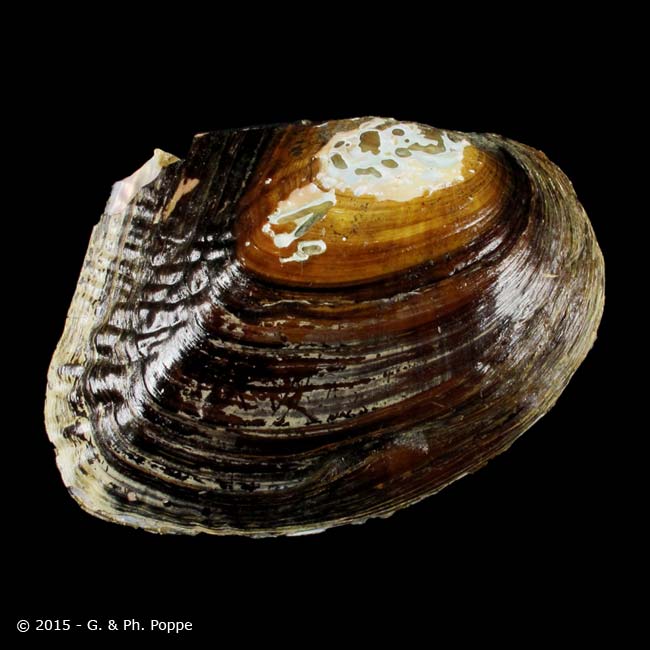 UNIONIDAE » Hyriopsis cumingii , ID:648378 , Shell Detail « Shell ...