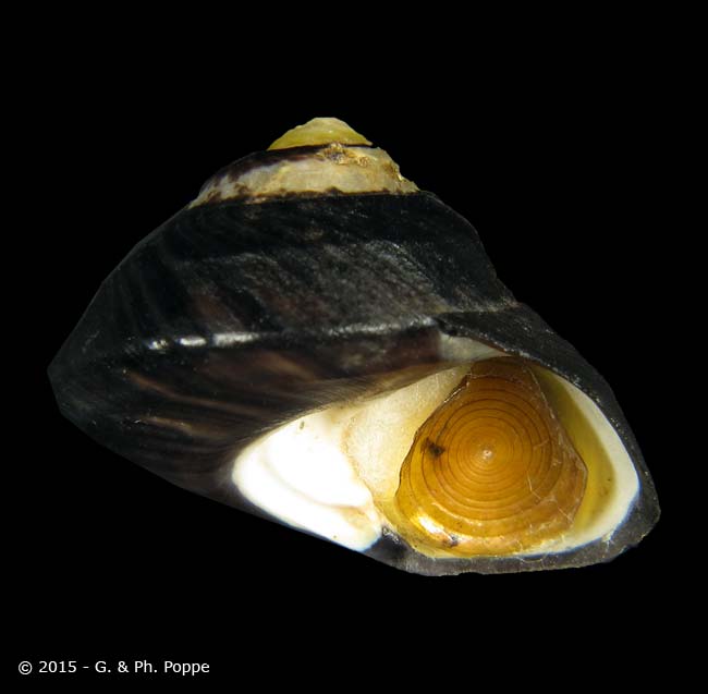 Shell Encyclopedia - Conchological MegaDatabase Iconographic Overview ...