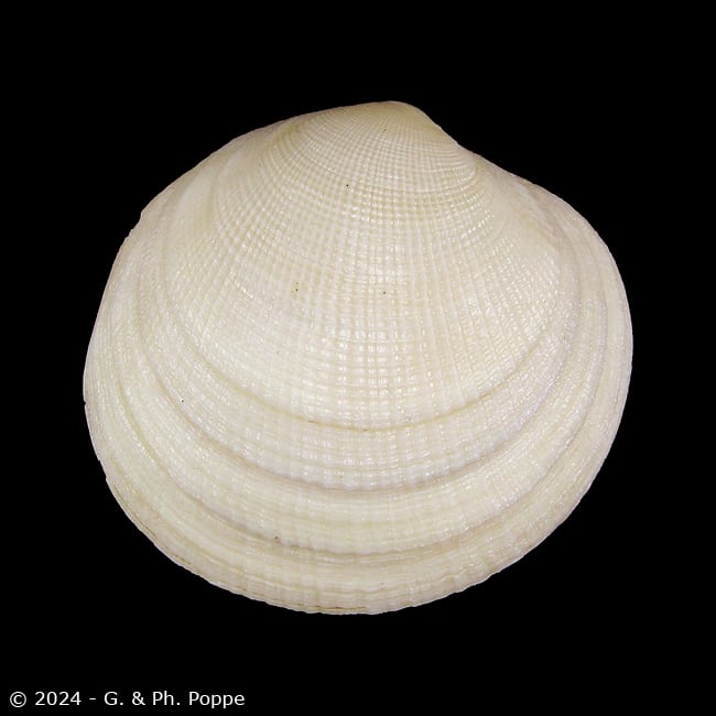 New Additions Shells For Sale | Conchology