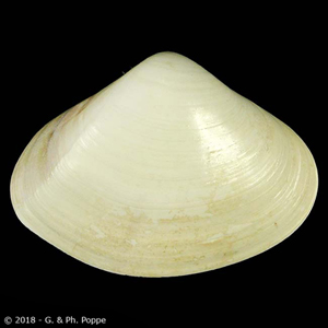 Shell Encyclopedia - Conchological MegaDatabase Iconographic Overview ...