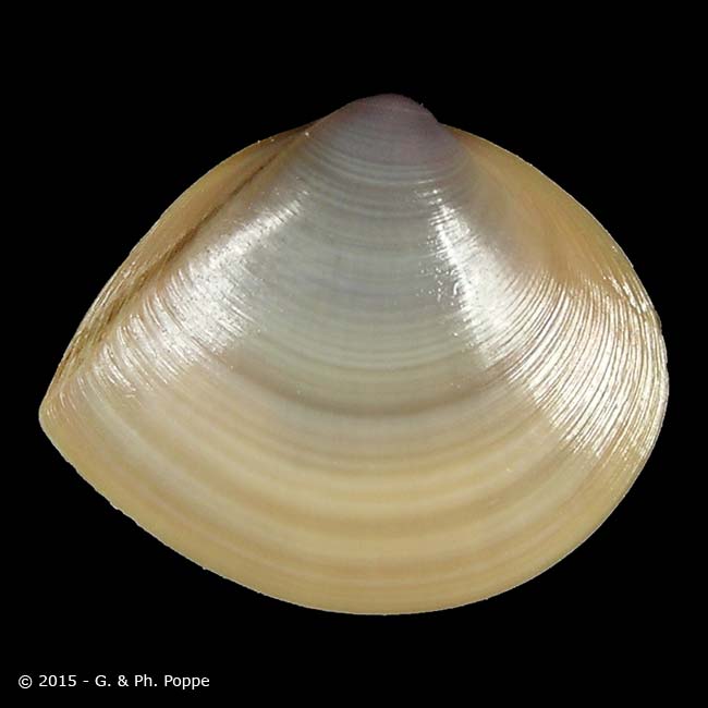 Shell Encyclopedia - Worms Details | Conchology | Conchology