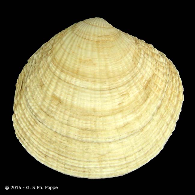 Shell Encyclopedia - Worms Details | Conchology | Conchology