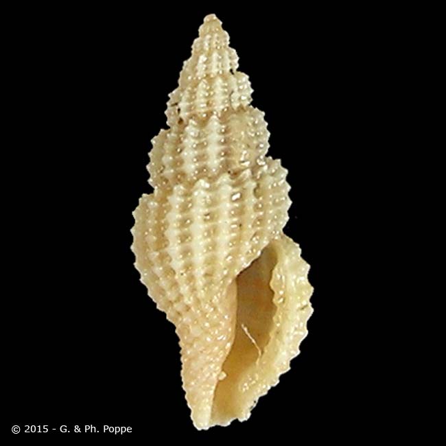 Shell Encyclopedia - Conchological MegaDatabase Iconographic Overview ...