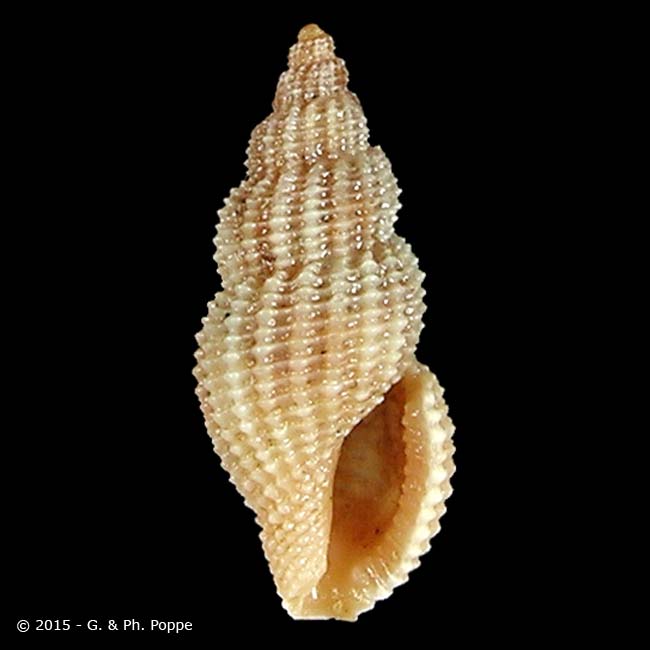 Shell Encyclopedia - Conchological MegaDatabase Iconographic Overview ...