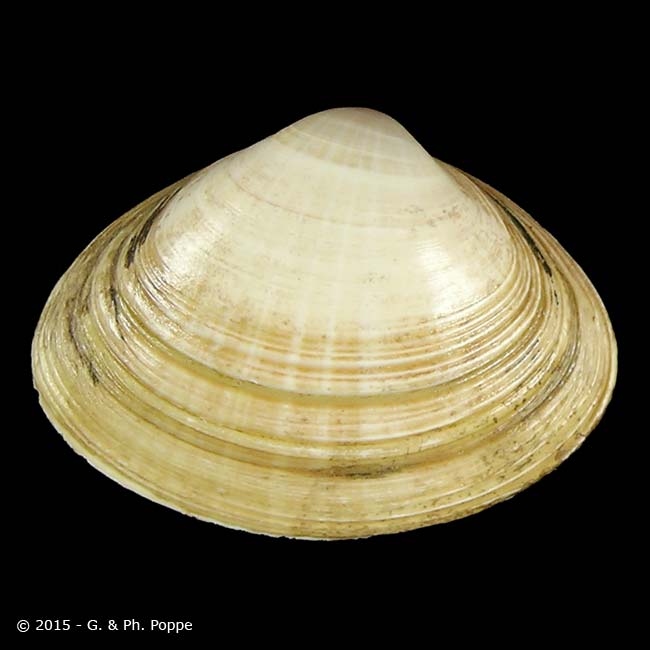 Shell Encyclopedia - Conchological MegaDatabase Iconographic Overview ...