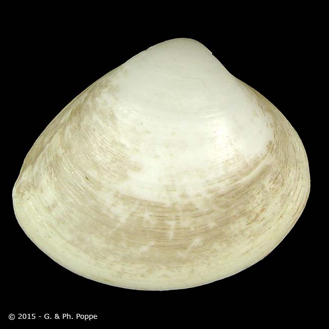 Shell Encyclopedia - Conchological MegaDatabase Iconographic Overview ...