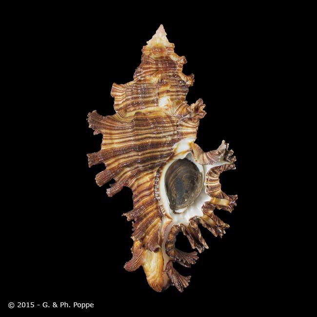 Shells For Sale Shown by Species: MURICIDAE, Chicoreus palmarosae ...