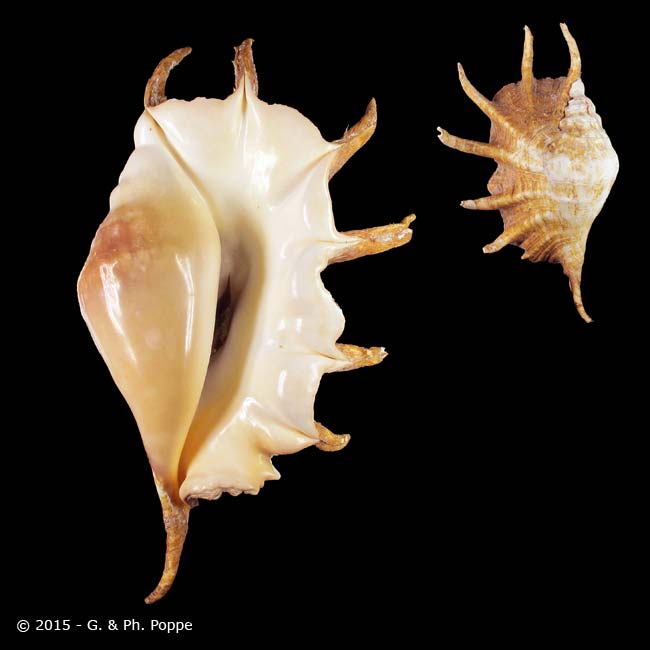 Shell Encyclopedia - Conchological MegaDatabase Iconographic Overview ...