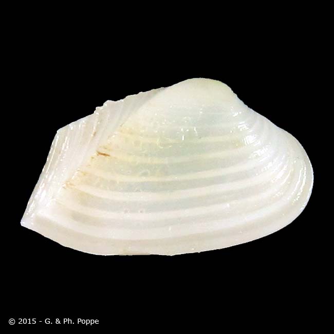 Shell Encyclopedia - Conchological MegaDatabase Iconographic Overview ...