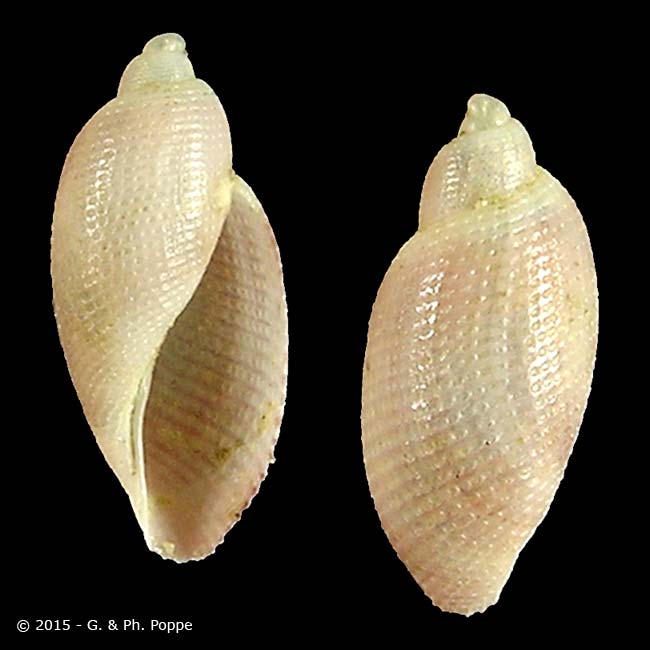 Shell Encyclopedia - Conchological MegaDatabase Iconographic Overview on Mollusks ...