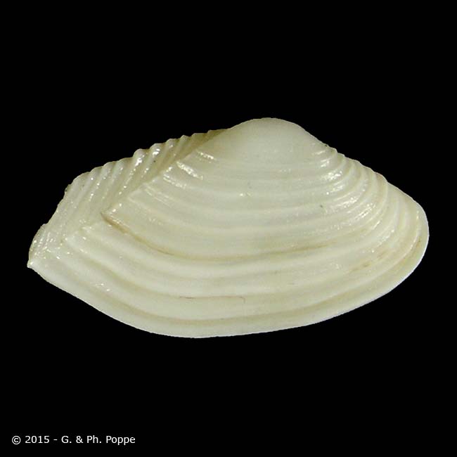 Shell Encyclopedia - Conchological MegaDatabase Iconographic Overview ...