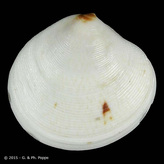 Featured Shells For Sale | Conchology
