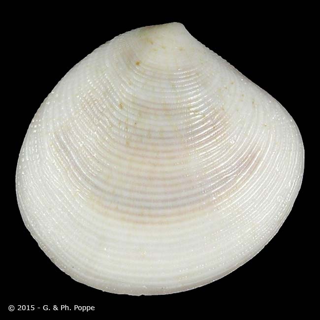 Featured Shells For Sale | Conchology