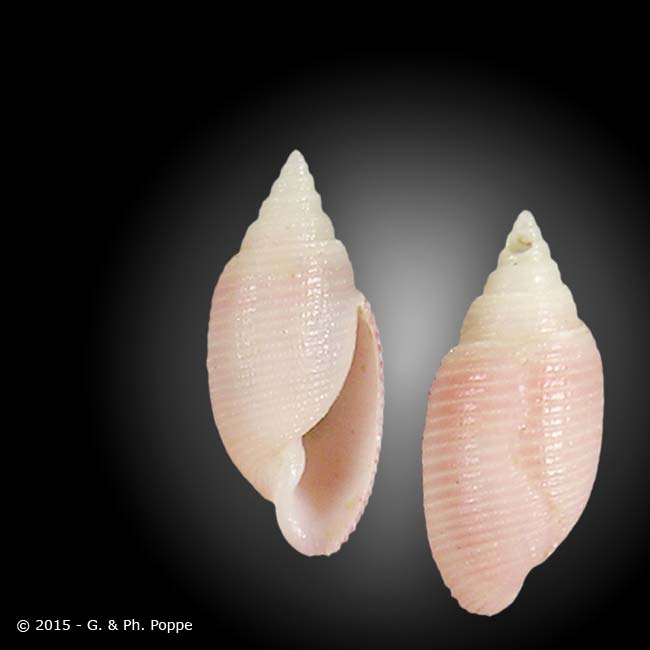 Shell Encyclopedia - Conchological MegaDatabase Iconographic Overview ...