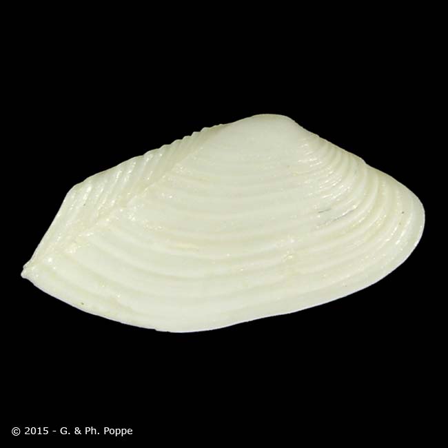 Shell Encyclopedia - Conchological MegaDatabase Iconographic Overview ...