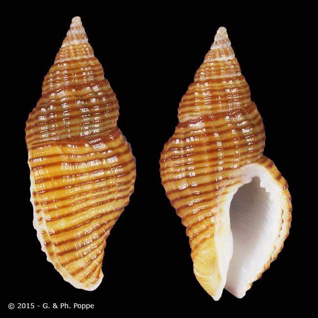 Shell Encyclopedia - Worms Details | Conchology | Conchology