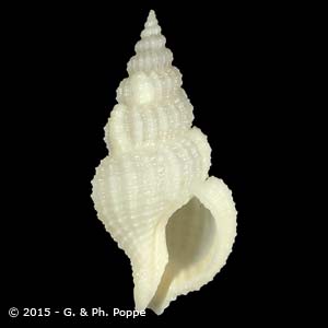 Featured Shells For Sale | Conchology
