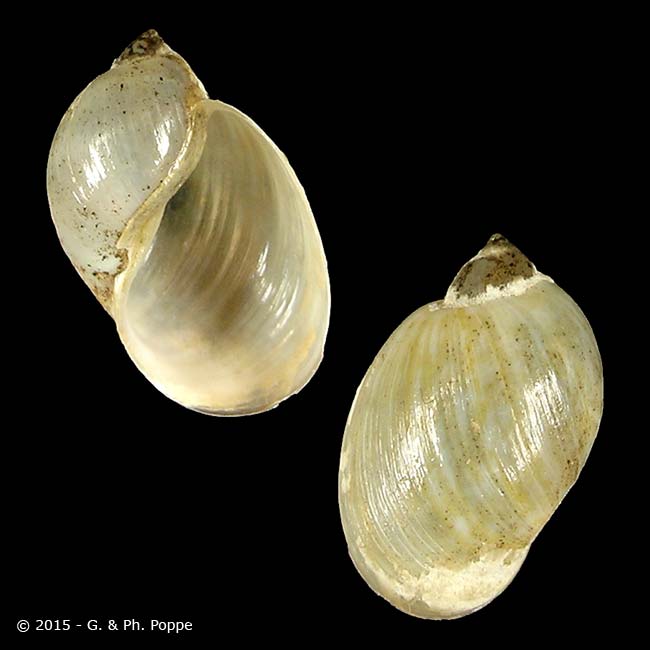 Radix balthica - Alchetron, The Free Social Encyclopedia