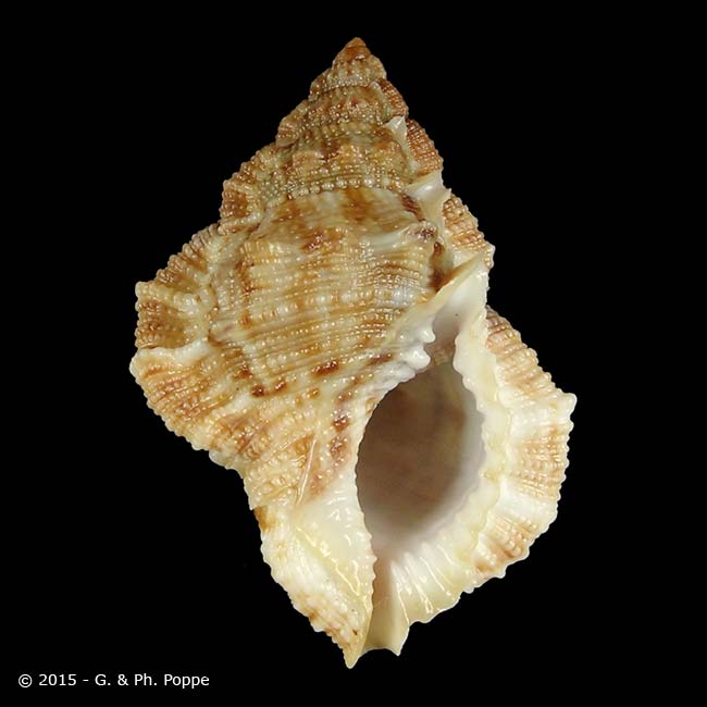 Featured Shells For Sale | Conchology