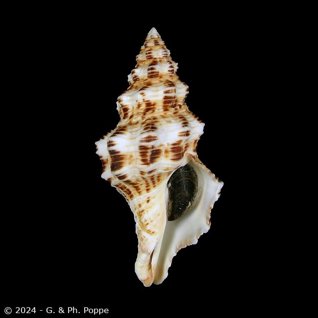 New Additions Shells For Sale | Conchology