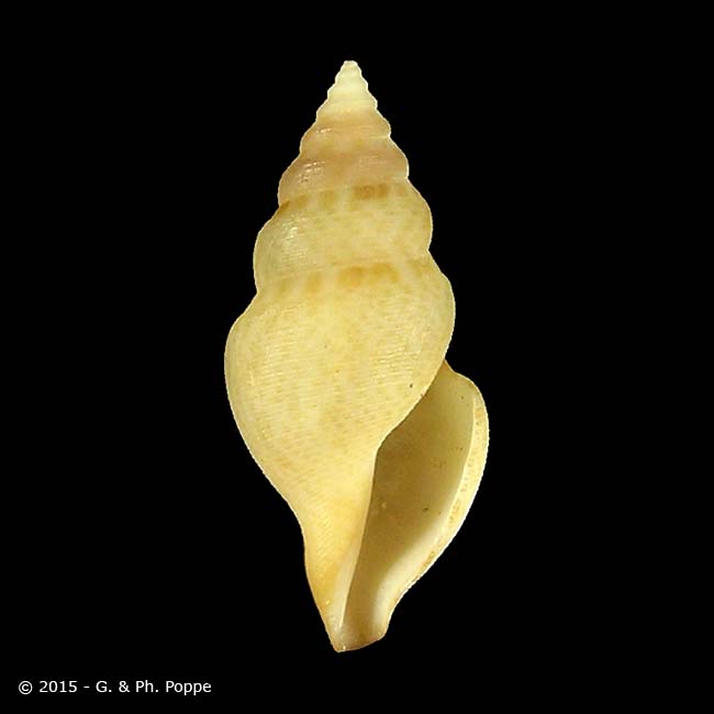 Featured Shells For Sale | Conchology