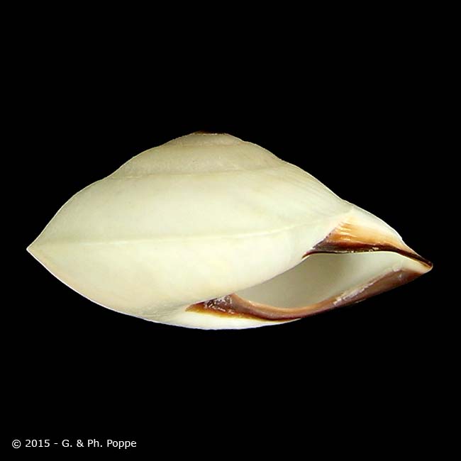 Shells For Sale Shown by Species: CAMAENIDAE - PHILIPPINES, Chloraea dryope dryope WHITE BLACK ...
