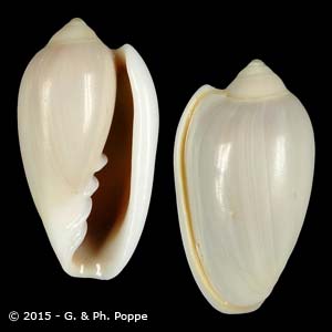 Shells For Sale Shown by Species: MARGINELLIDAE for Sale