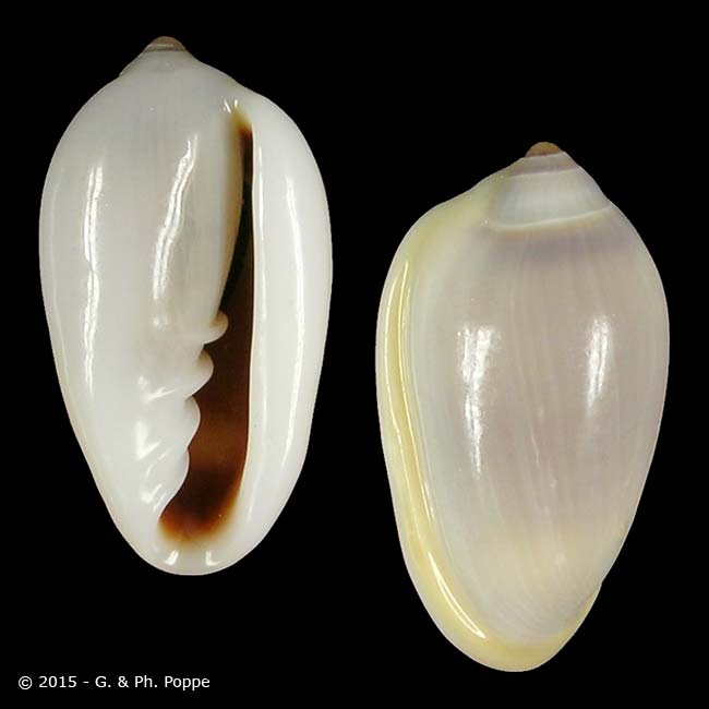 Featured Shells For Sale | Conchology