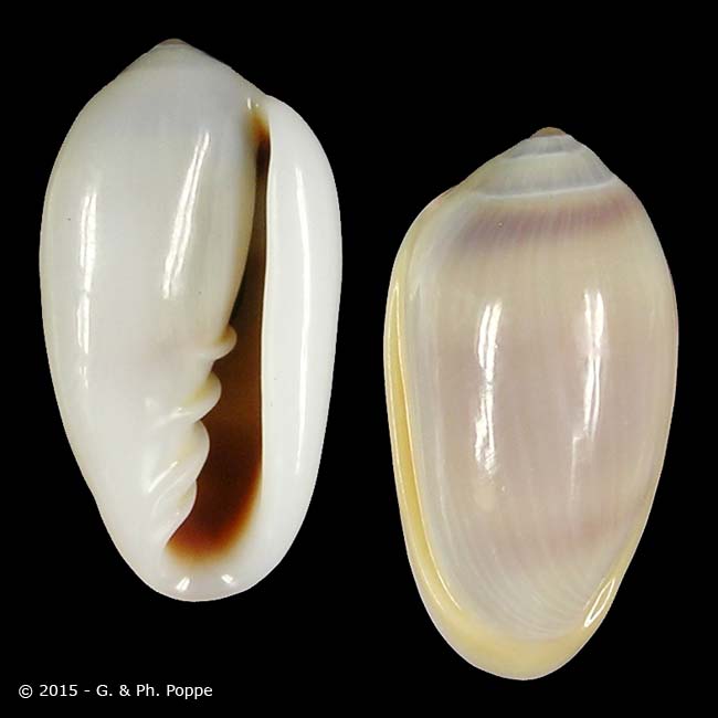 Featured Shells For Sale | Conchology