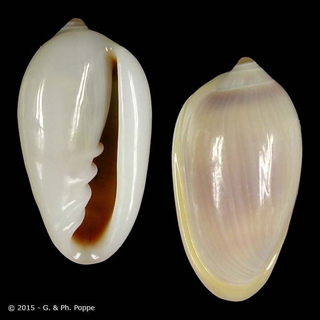Featured Shells For Sale | Conchology
