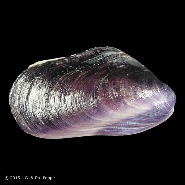 Shells For Sale Shown by Species: MYTILIDAE, Modiolus auriculatus BLUE ...