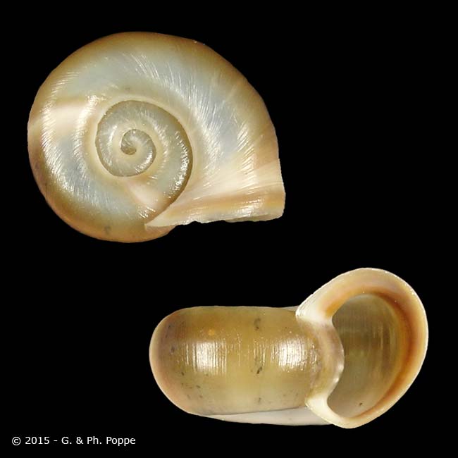 Indoplanorbis - Alchetron, The Free Social Encyclopedia