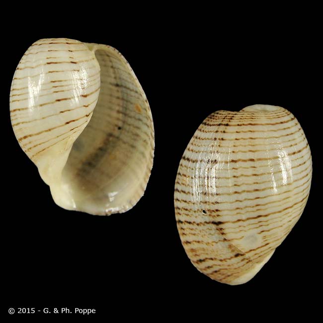 Shell Encyclopedia - Conchological MegaDatabase Iconographic Overview on Mollusks ...