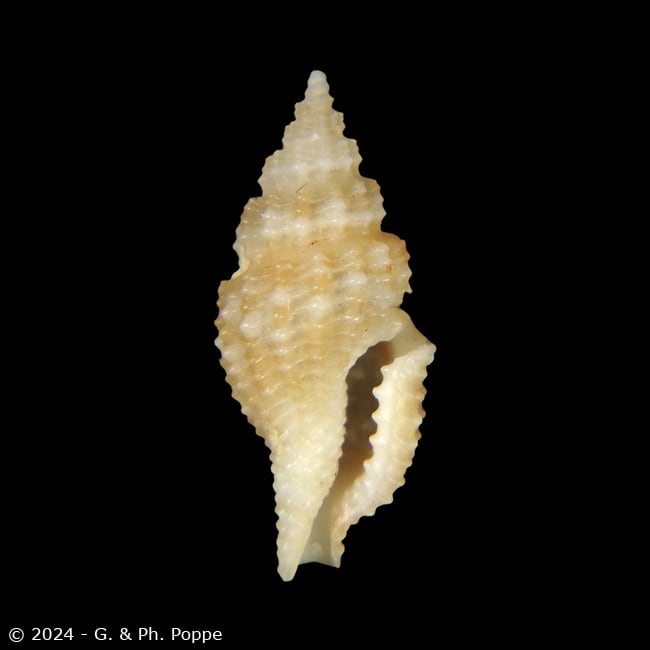 Shell Encyclopedia - Conchological MegaDatabase Iconographic Overview ...