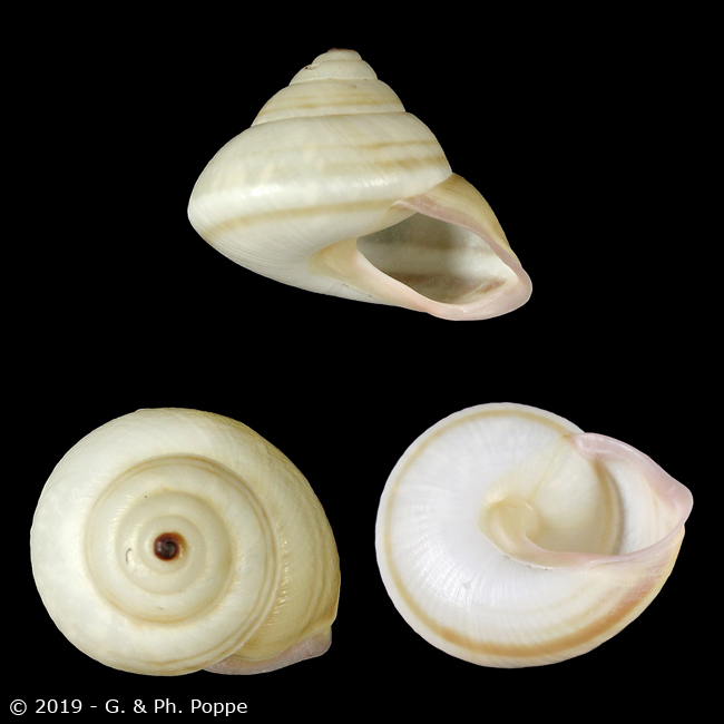 Shell Encyclopedia - Worms Details | Conchology | Conchology
