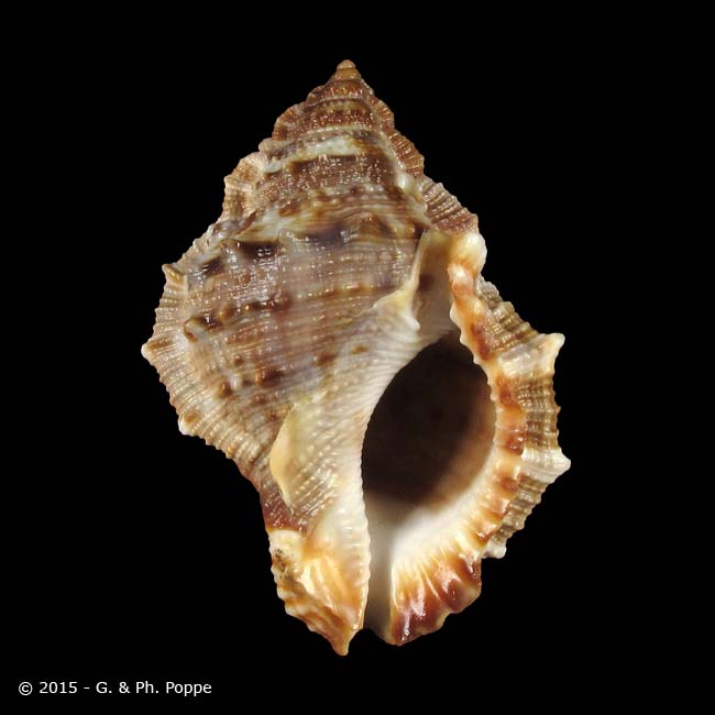 Featured Shells For Sale | Conchology