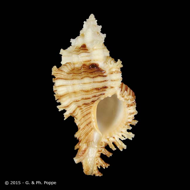 Featured Shells For Sale | Conchology