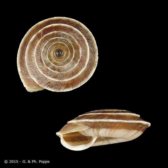 Shell Encyclopedia - Worms Details | Conchology | Conchology