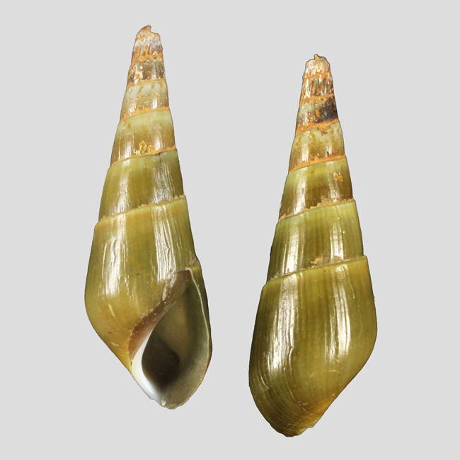 Shell Encyclopedia - Conchological MegaDatabase Iconographic Overview on Mollusks ...