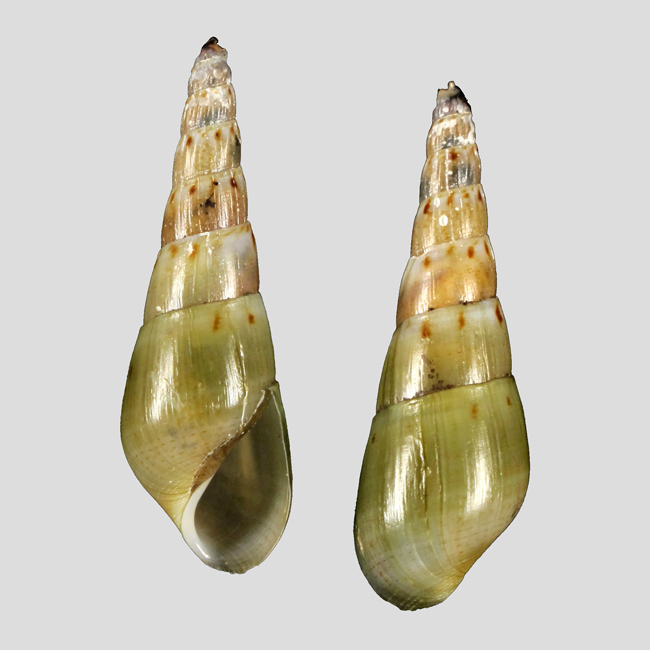 Shell Encyclopedia - Conchological MegaDatabase Iconographic Overview on Mollusks ...