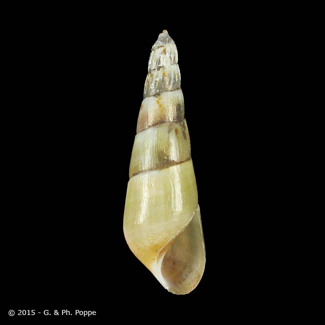 Shell Encyclopedia - Conchological MegaDatabase Iconographic Overview on Mollusks ...