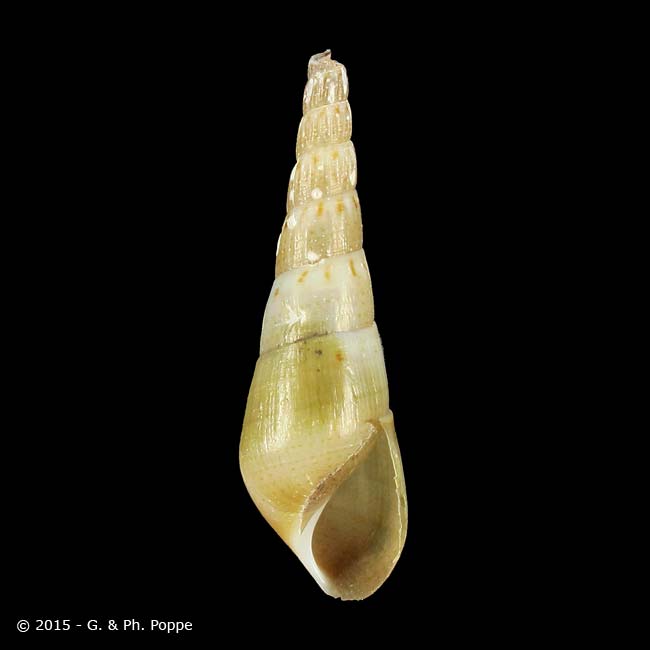 Shell Encyclopedia - Conchological MegaDatabase Iconographic Overview on Mollusks ...