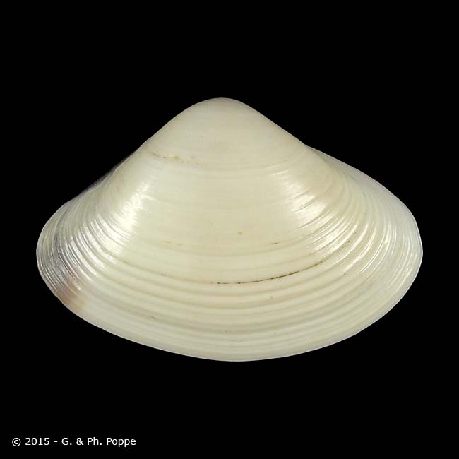 Shell Encyclopedia - Conchological MegaDatabase Iconographic Overview ...