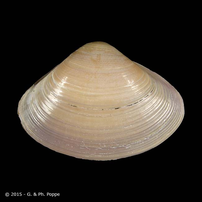 Shell Encyclopedia - Conchological MegaDatabase Iconographic Overview ...