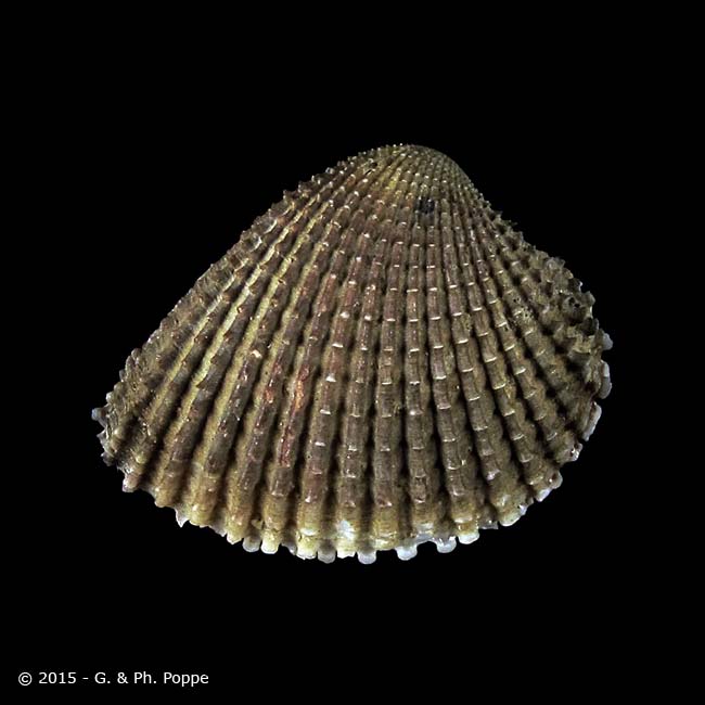 Shell Encyclopedia - Worms Details | Conchology | Conchology